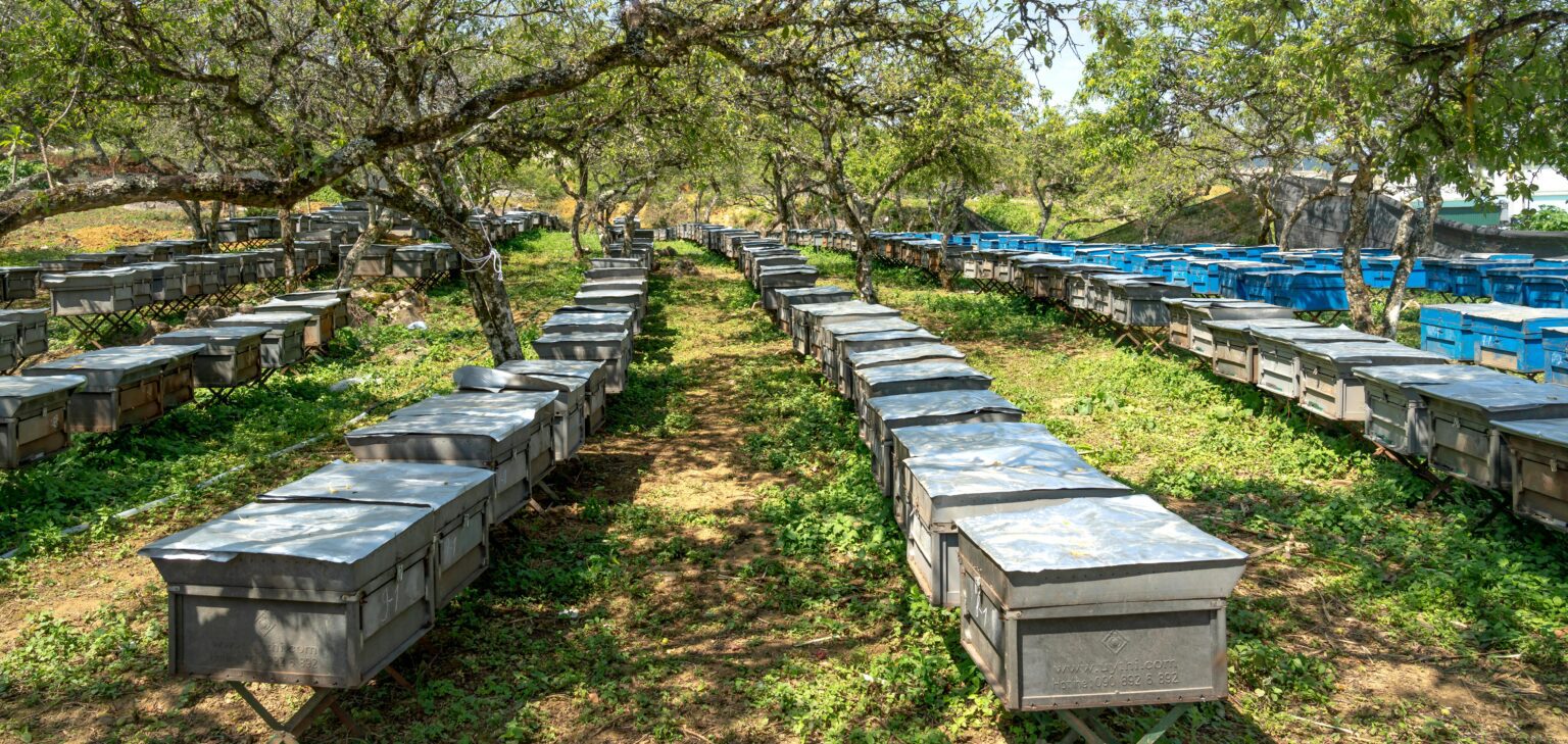 Advanced Techniques in Apiculture: 10 Proven Beekeeper Tips