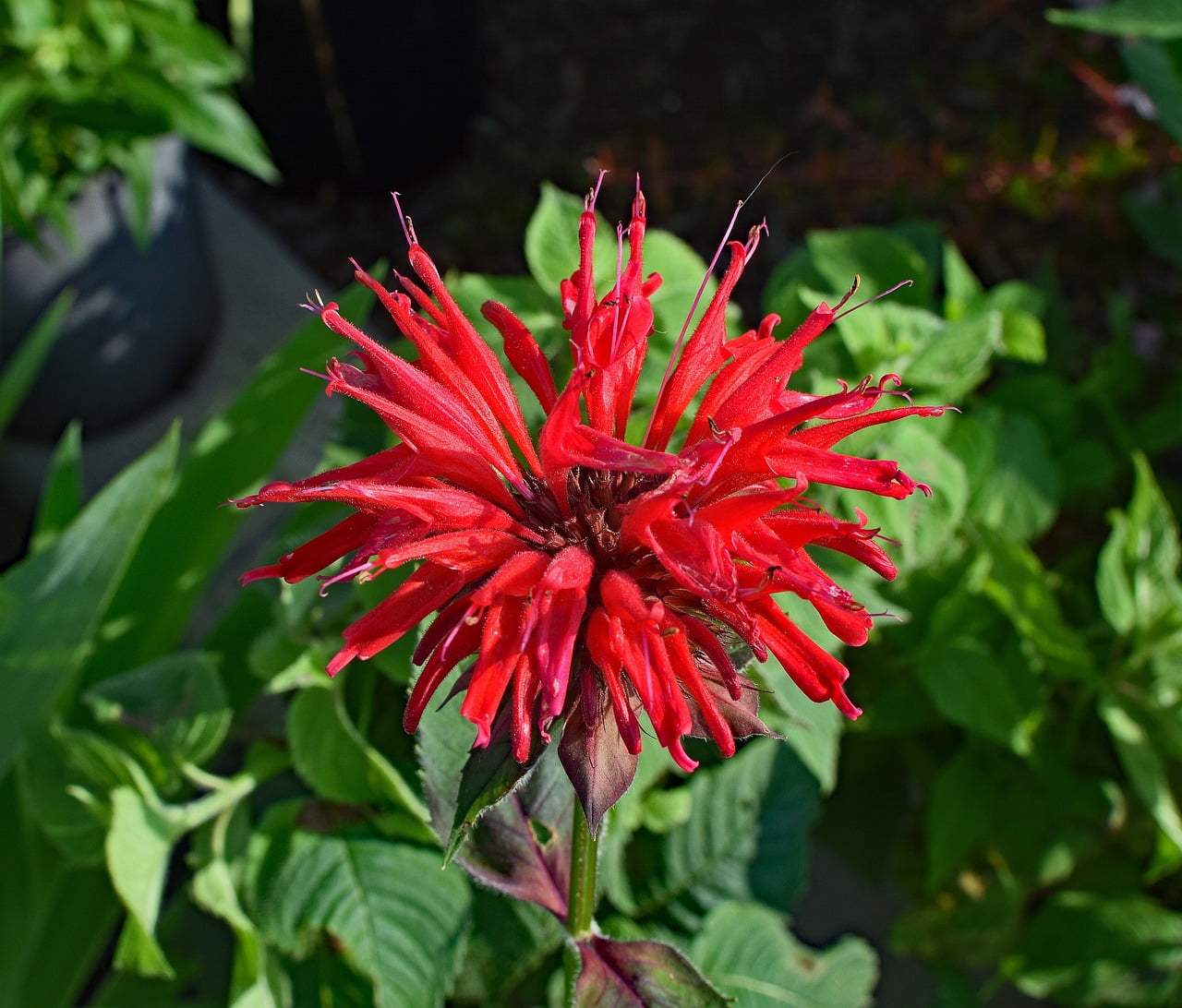 The 19 Best Forage Plants for Bees: A Comprehensive Guide