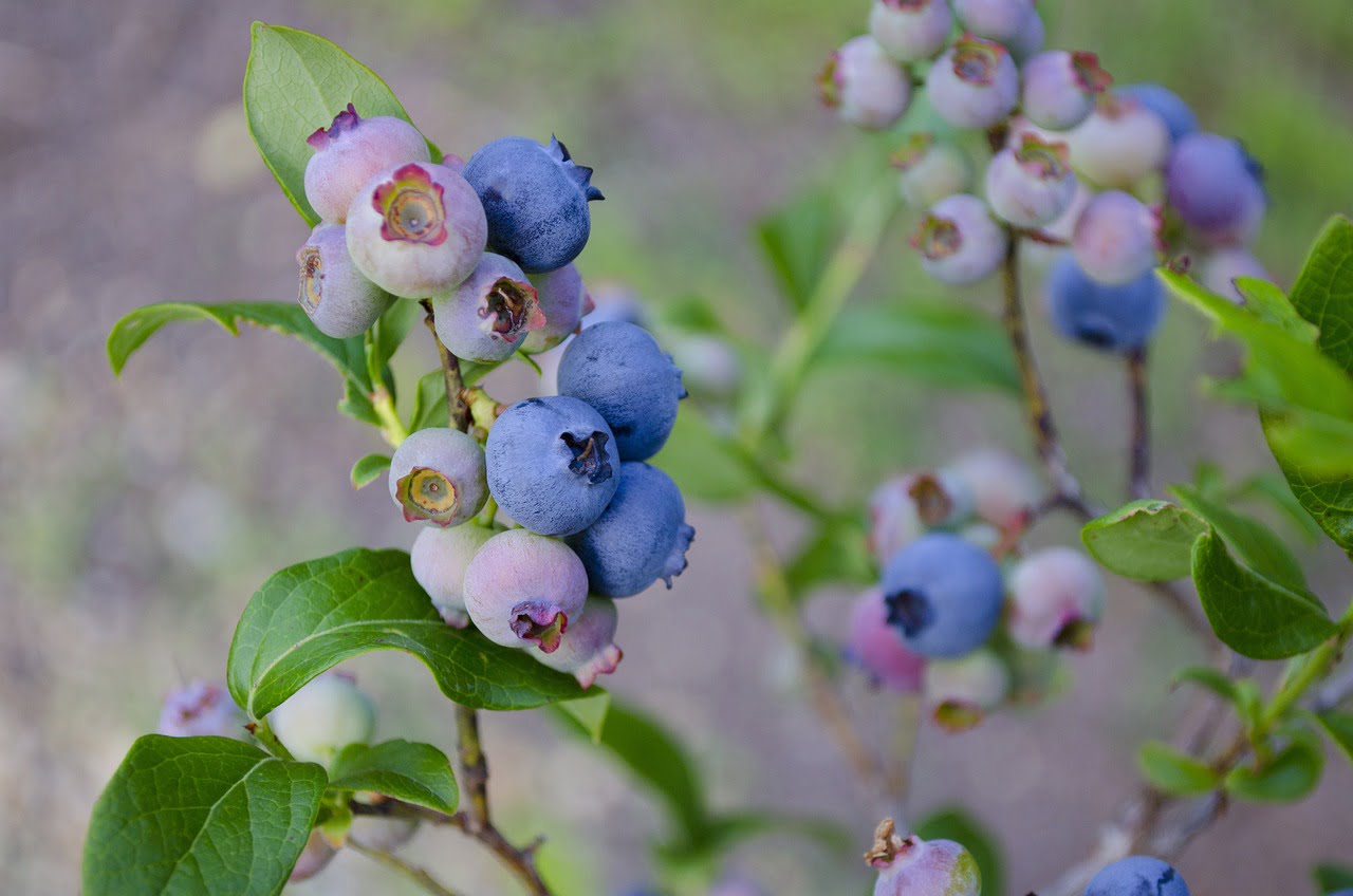 The 19 Best Forage Plants for Bees: A Comprehensive Guide
