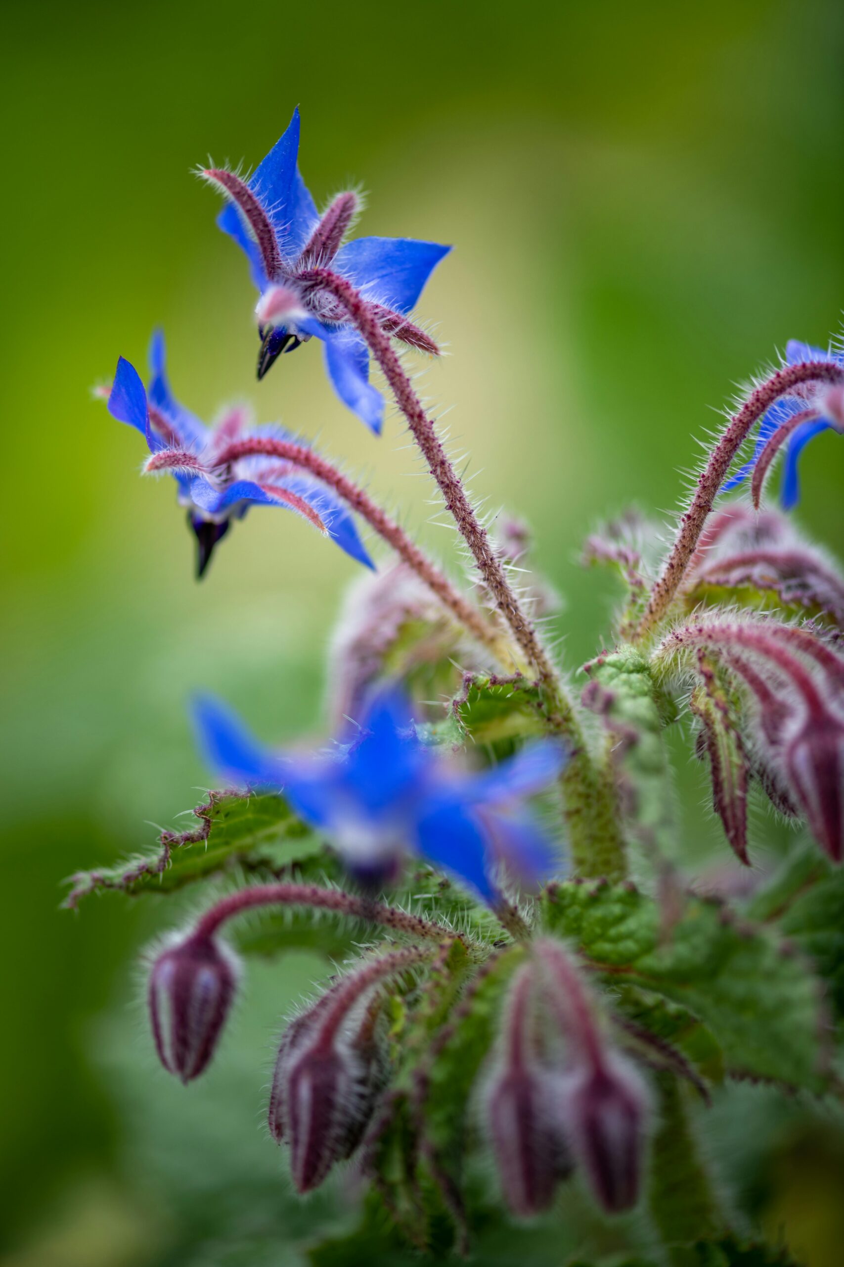 The 19 Best Forage Plants for Bees: A Comprehensive Guide