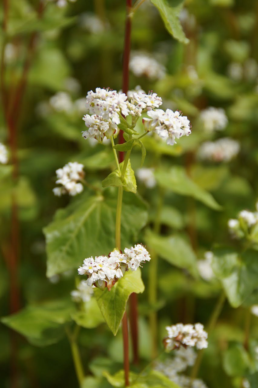 The 19 Best Forage Plants for Bees: A Comprehensive Guide