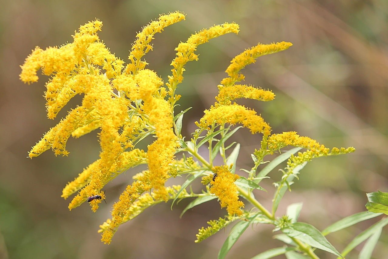 The 19 Best Forage Plants for Bees: A Comprehensive Guide