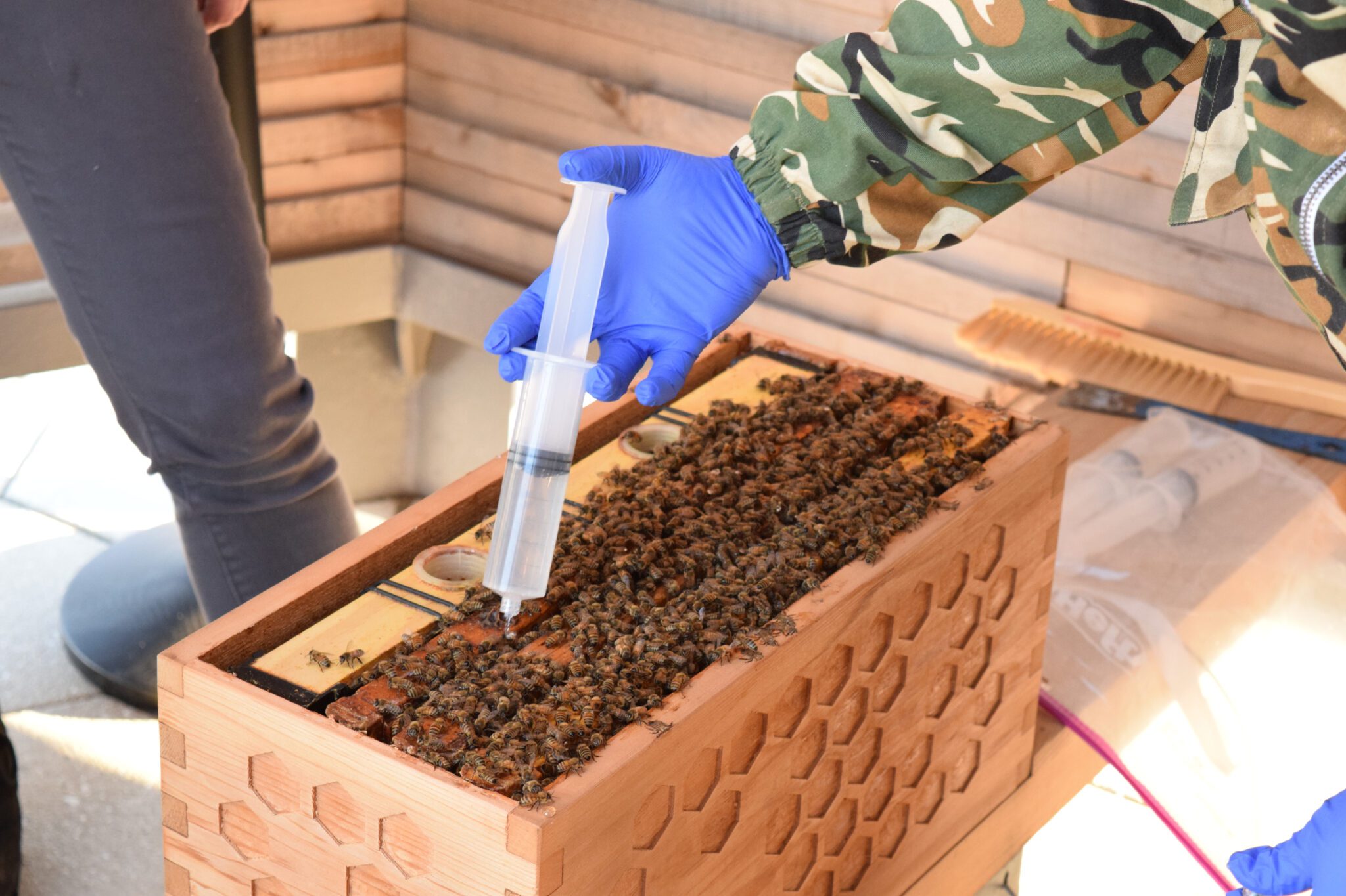 8 Common Beehive Pests and Effective Prevention Tips for Beekeepers