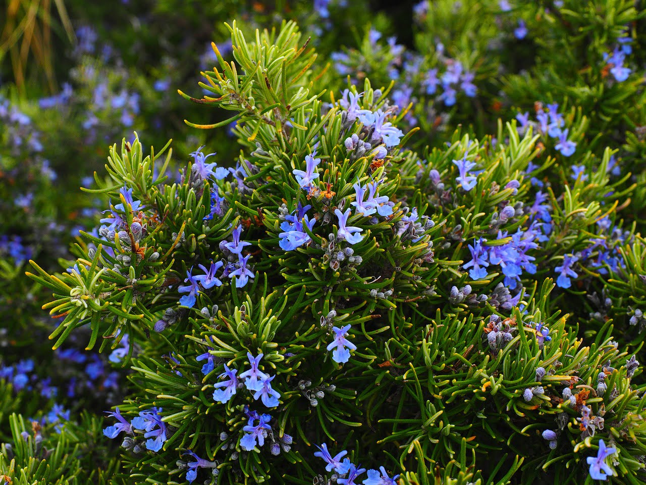 The 19 Best Forage Plants for Bees: A Comprehensive Guide