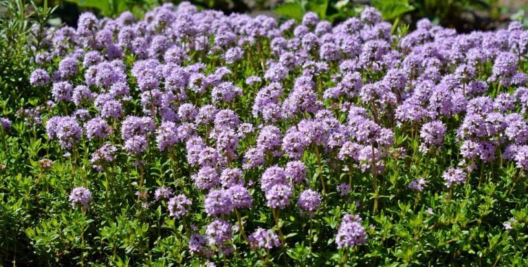 The 19 Best Forage Plants for Bees: A Comprehensive Guide